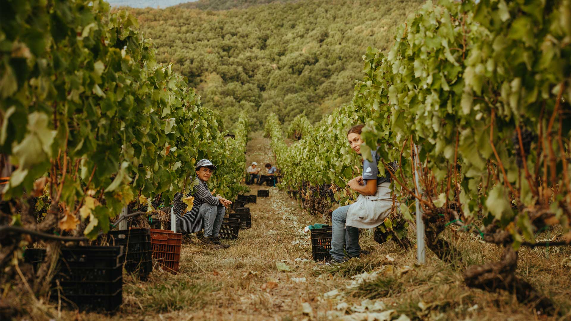 Παγκόσμια Ημέρα Οινοτουρισμού 2024: Σε ποια οινοποιεία θα είναι δωρεάν ...